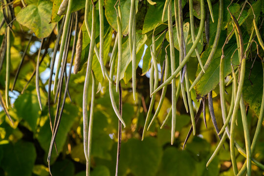 รูปภาพIndian-Bean-Tree – เลือกดูภาพถ่ายสต็อก เวกเตอร์ และวิดีโอ926 ...