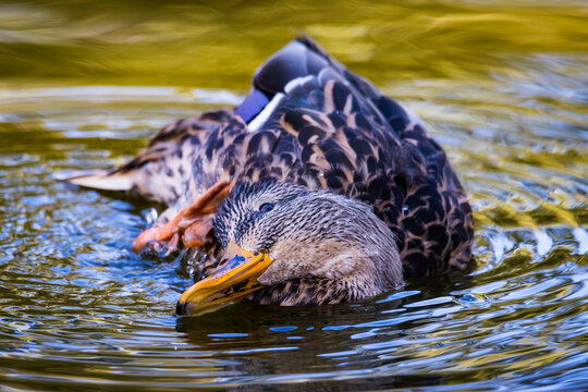 รูปภาพPatitos – เลือกดูภาพถ่ายสต็อก เวกเตอร์ และวิดีโอ495 | Adobe Stock