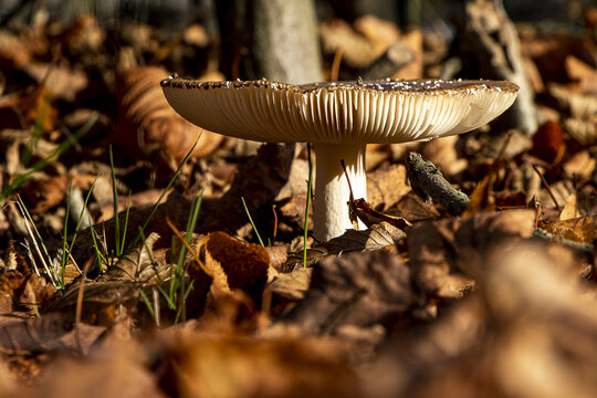 รูปภาพGiftpilz – เลือกดูภาพถ่ายสต็อก เวกเตอร์ และวิดีโอ14,265 | Adobe Stock