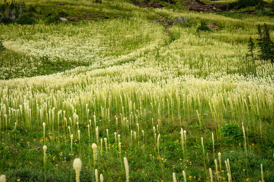Bear Grass Alpine