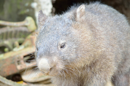 Vombat Billeder – Gennemse 6,035 stockfotos, vektorer og videoer ...