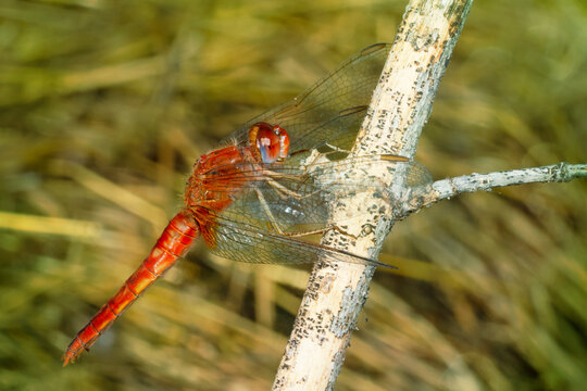 "Scarlet Darter" Images – Browse 746 Stock Photos, Vectors, and Video ...