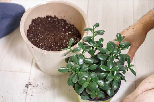 Krasula Images – Browse 47 Stock Photos, Vectors, and Video | Adobe Stock