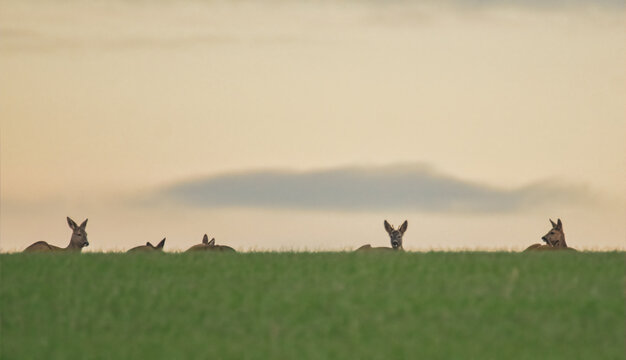 Rehaugen Bilder – Durchsuchen 4,318 Archivfotos, Vektorgrafiken und ...