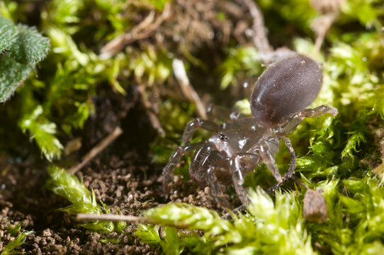 รูปภาพMygalomorphae – เลือกดูภาพถ่ายสต็อก เวกเตอร์ และวิดีโอ468 | Adobe ...