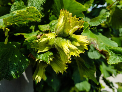 Haselnussblatt Bilder – Durchsuchen 1,291 Archivfotos, Vektorgrafiken ...