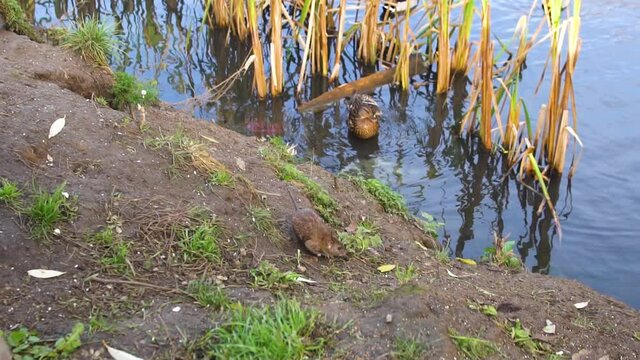 "Field Mice" Images – Browse 195 Stock Photos, Vectors, and Video ...