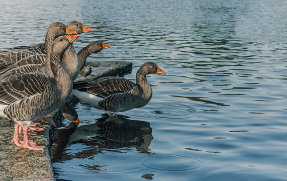 Gander Reveal Images – Browse 15 Stock Photos, Vectors, and Video ...