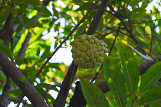 Srikaya bilder – Bläddra bland 296 stockfoton, vektorer och videor ...
