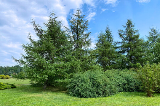 Pine-Tree bilder – Bläddra bland 15,857 stockfoton, vektorer och videor ...