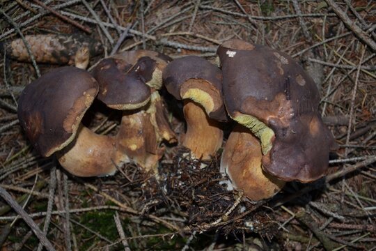 「Braunkappe」の画像 - 615 件の Stock 写真、ベクターおよびビデオ | Adobe Stock