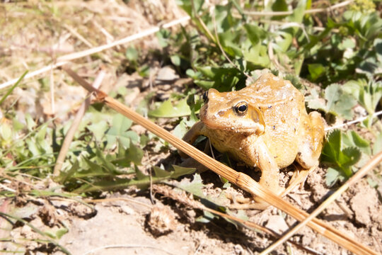 Crapeau Images – Browse 53 Stock Photos, Vectors, and Video | Adobe Stock