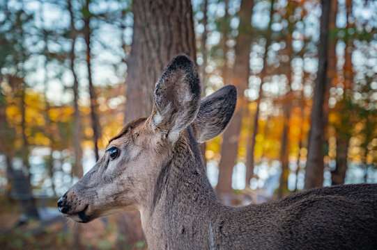 Deer Head Side Images – Browse 1,726 Stock Photos, Vectors, and Video ...