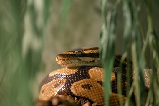 "Python Snake" Bilder – Durchsuchen 3,455 Archivfotos, Vektorgrafiken ...