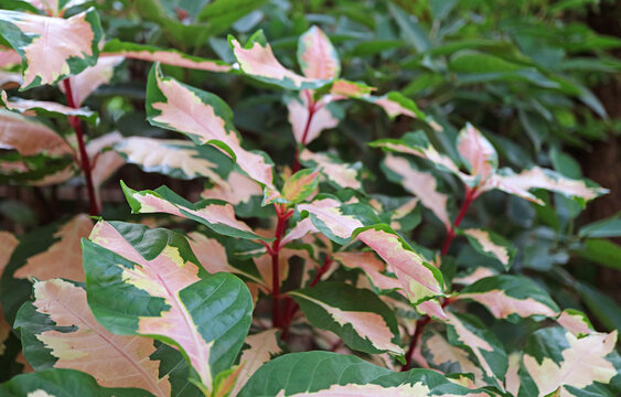 Graptophyllum Images – Parcourir 205 le catalogue de photos, vecteurs ...