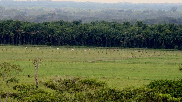 "Llanos Orientales"-Bilder: Stock-Fotos & -Videos. | Adobe Stock