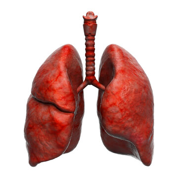 Windpipe Images – Browse 1,819 Stock Photos, Vectors, and Video | Adobe ...