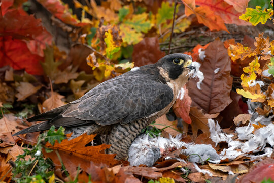 Peregrinus 이미지 – 찾아보기 3,086 스톡 사진, 벡터 및 비디오 | Adobe Stock