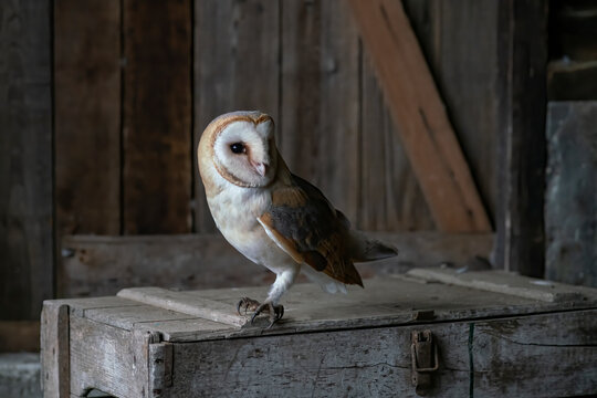 รูปภาพKurokutok – เลือกดูภาพถ่ายสต็อก เวกเตอร์ และวิดีโอ1,546 | Adobe Stock