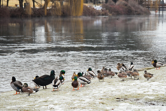 "Flock Of Ducks" bilder – Bläddra bland 713 stockfoton, vektorer och ...