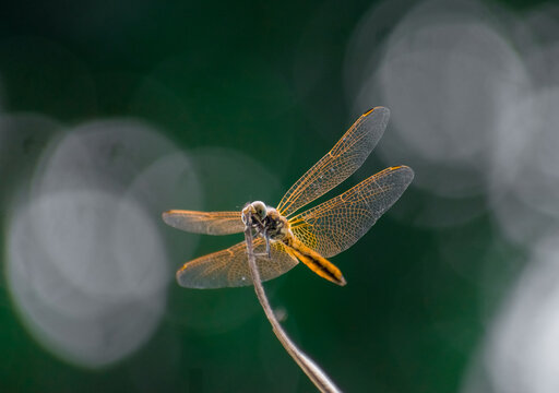 รูปภาพGraminivorous – เลือกดูภาพถ่ายสต็อก เวกเตอร์ และวิดีโอ522 | Adobe ...