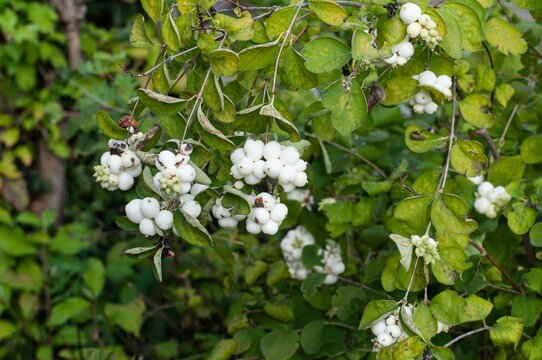 Ghostberry Bilder – Durchsuchen 5,637 Archivfotos, Vektorgrafiken und ...