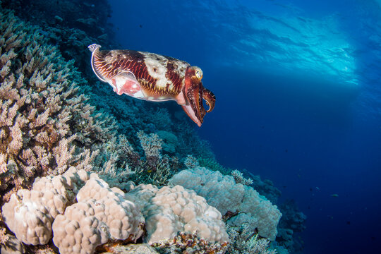 Jemma Craig photos, images, assets | Adobe Stock