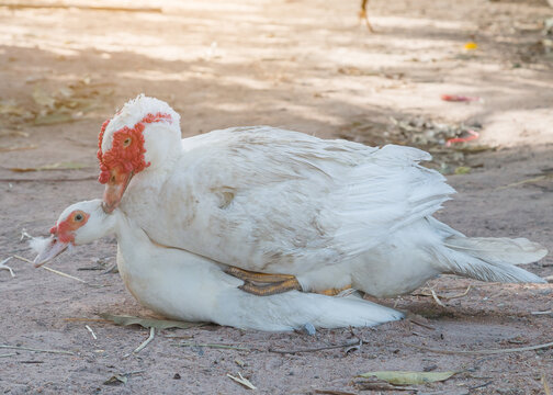 「Natatorial」の画像 - 1,523 件の Stock 写真、ベクターおよびビデオ | Adobe Stock