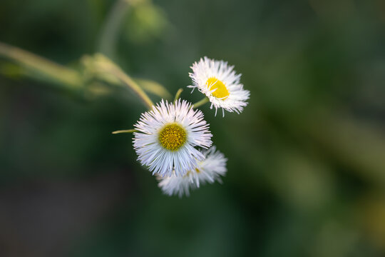 Pers 이미지 – 찾아보기 2,515 스톡 사진, 벡터 및 비디오 | Adobe Stock