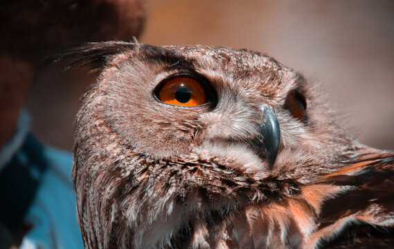 รูปภาพHibou – เลือกดูภาพถ่ายสต็อก เวกเตอร์ และวิดีโอ5,388 | Adobe Stock