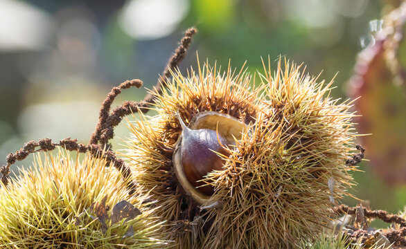 รูปภาพCastagna – เลือกดูภาพถ่ายสต็อก เวกเตอร์ และวิดีโอ3,388 | Adobe Stock