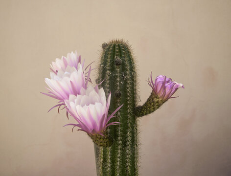 Xerophyten Bilder – Durchsuchen 16,006 Archivfotos, Vektorgrafiken und ...