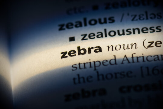 Zabra bilder – Bläddra bland 70 stockfoton, vektorer och videor | Adobe ...