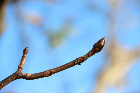 Bourgeonner bilder – Bläddra bland 397 stockfoton, vektorer och videor ...