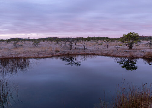 DIE 11,250 BESTEN BILDER, STOCK-FOTOS UND -VEKTORGRAFIKEN ZU „Mosse ...