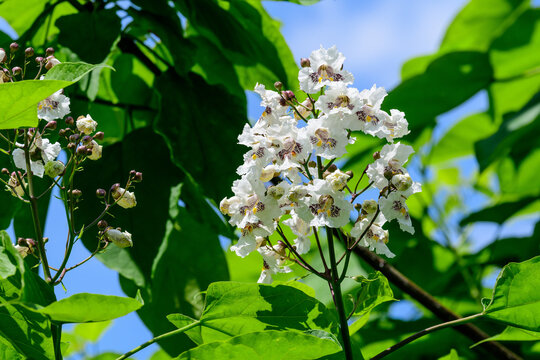 Indian-Bean-Tree bilder – Bläddra bland 949 stockfoton, vektorer och ...