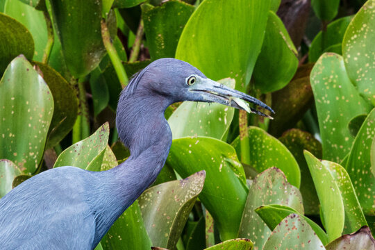 Geeko Bilder – Durchsuchen 22 Archivfotos, Vektorgrafiken und Videos ...