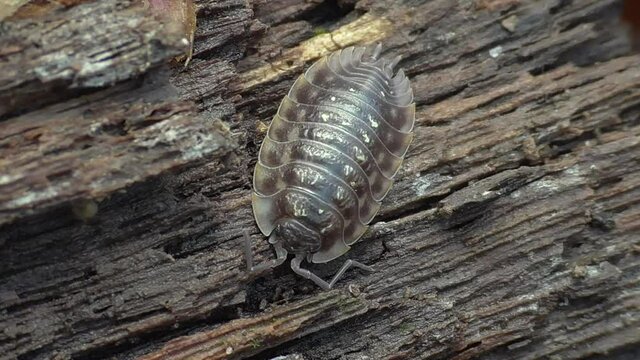 Assel Images – Browse 364 Stock Photos, Vectors, and Video | Adobe Stock