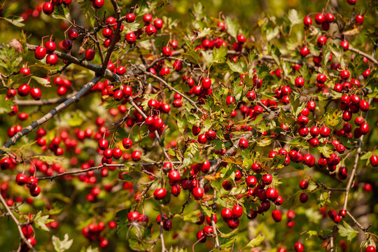 รูปภาพHage – เลือกดูภาพถ่ายสต็อก เวกเตอร์ และวิดีโอ4,780 | Adobe Stock