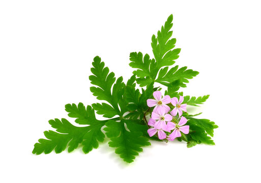 Pinwing 이미지 – 찾아보기 196 스톡 사진, 벡터 및 비디오 | Adobe Stock