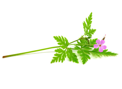 Pinwing 이미지 – 찾아보기 196 스톡 사진, 벡터 및 비디오 | Adobe Stock