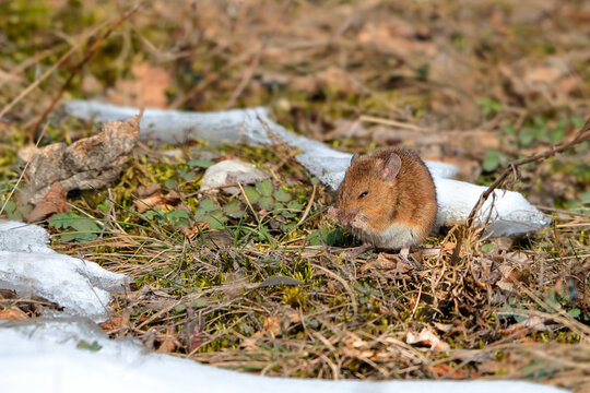 Poze Images – Browse 52 Stock Photos, Vectors, and Video | Adobe Stock