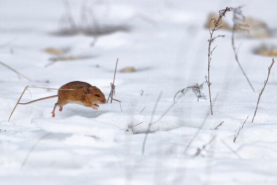 Daniel Dunca photos, images, assets | Adobe Stock