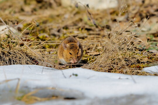 Poze Images – Browse 52 Stock Photos, Vectors, and Video | Adobe Stock
