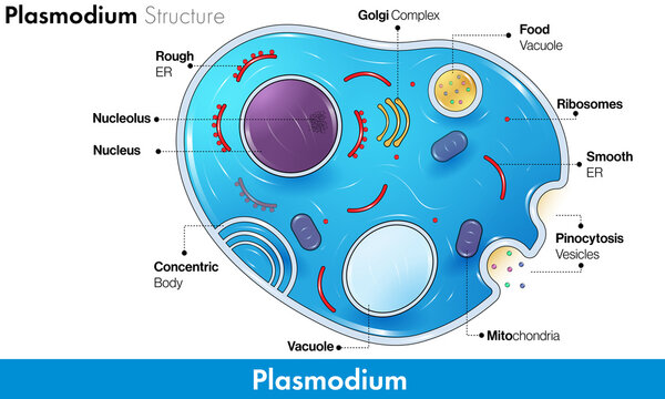 Plasmodium Cell Structure