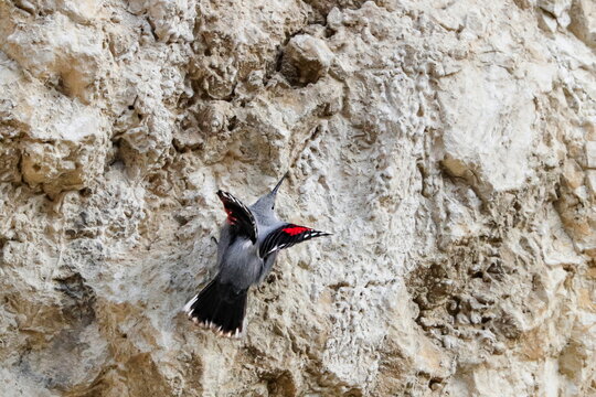 Daniel Dunca photos, images, assets | Adobe Stock