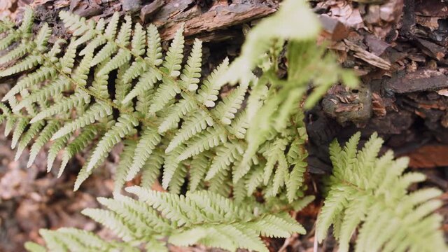 Olant Images – Browse 542 Stock Photos, Vectors, and Video | Adobe Stock