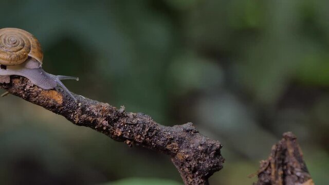 รูปภาพMonachoides – เลือกดูภาพถ่ายสต็อก เวกเตอร์ และวิดีโอ37 | Adobe Stock