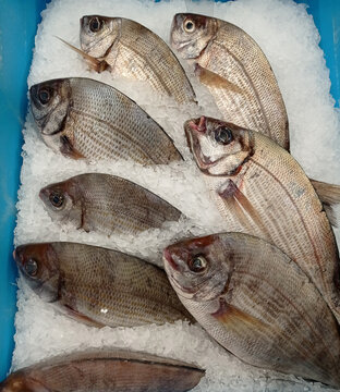 "Dorade Box" Bilder – Durchsuchen 838 Archivfotos, Vektorgrafiken und ...