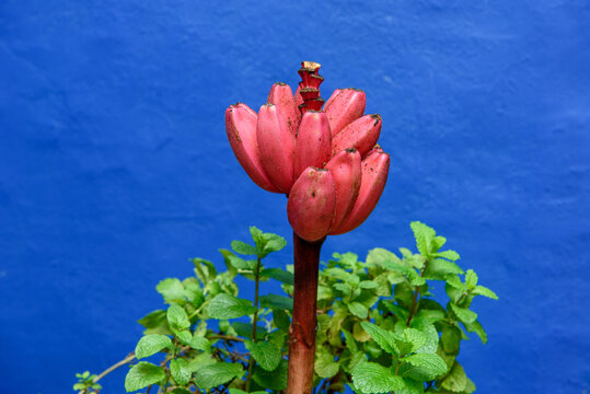 「Platanillo」の画像 - 96 件の Stock 写真、ベクターおよびビデオ | Adobe Stock